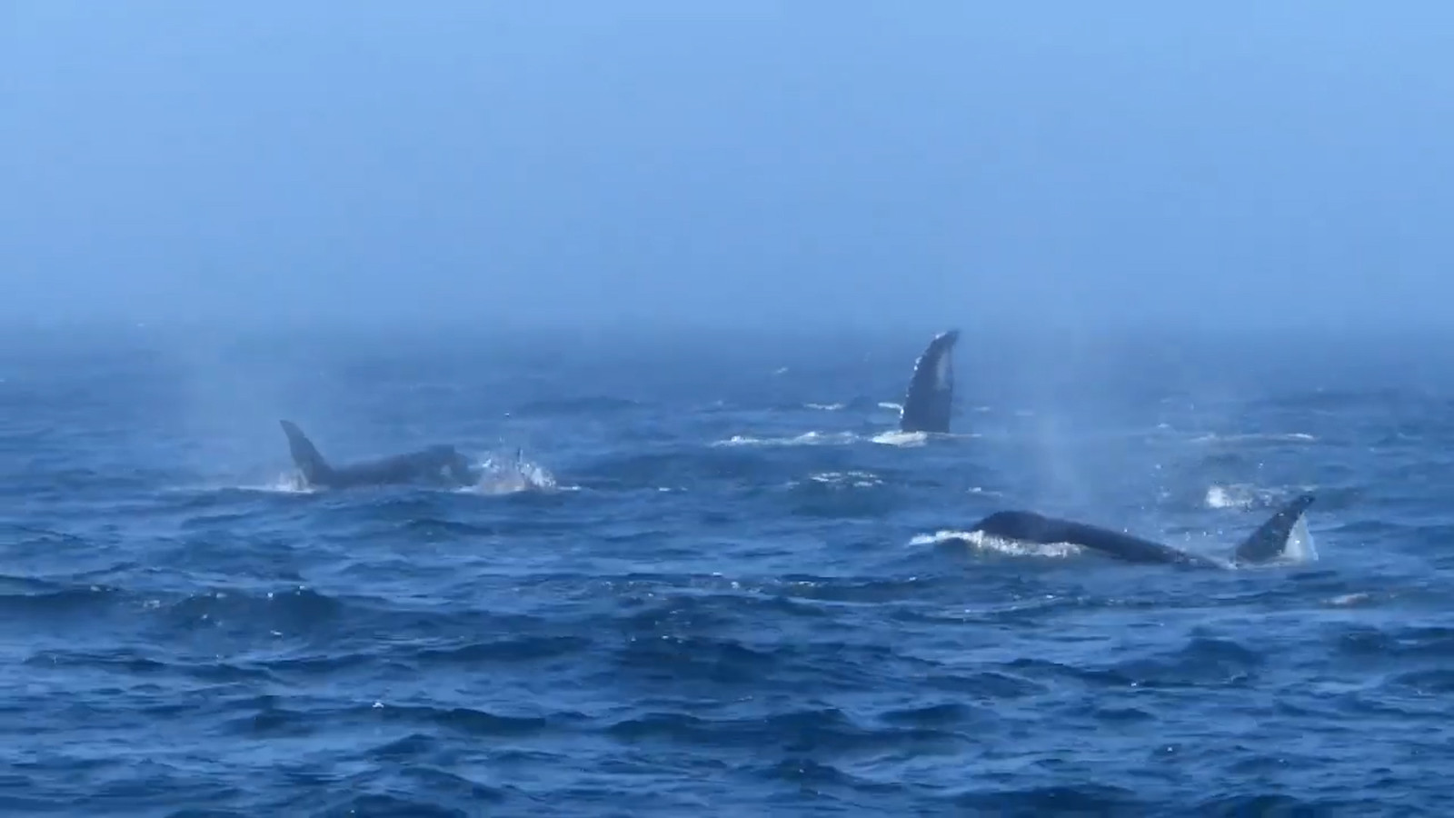 Spotters geloven hun ogen niet wanneer orka's en walvissen drie uur ...