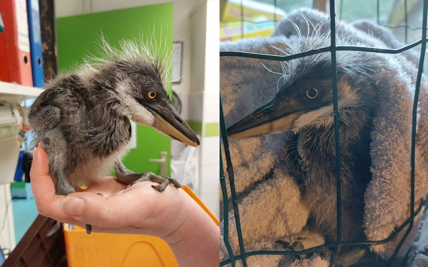 Schattig of spuuglelijk? Deze kleine ‘dinosaurus’ is uit het nest ...