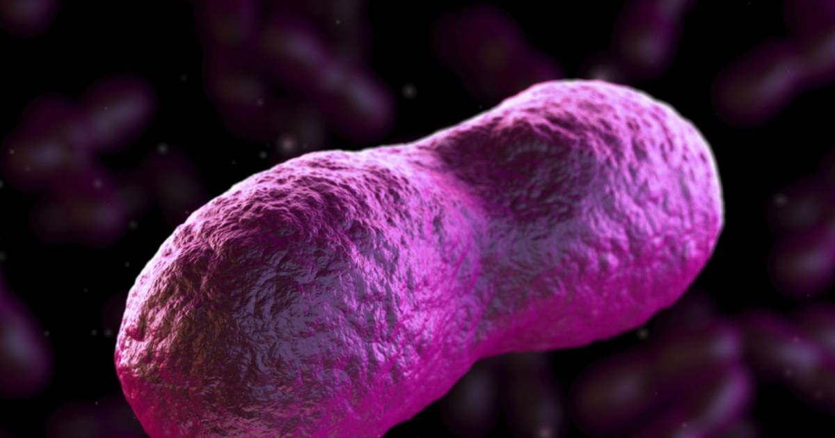 Twee nieuwe gevallen van longpest veroorzaken paniek in China ...