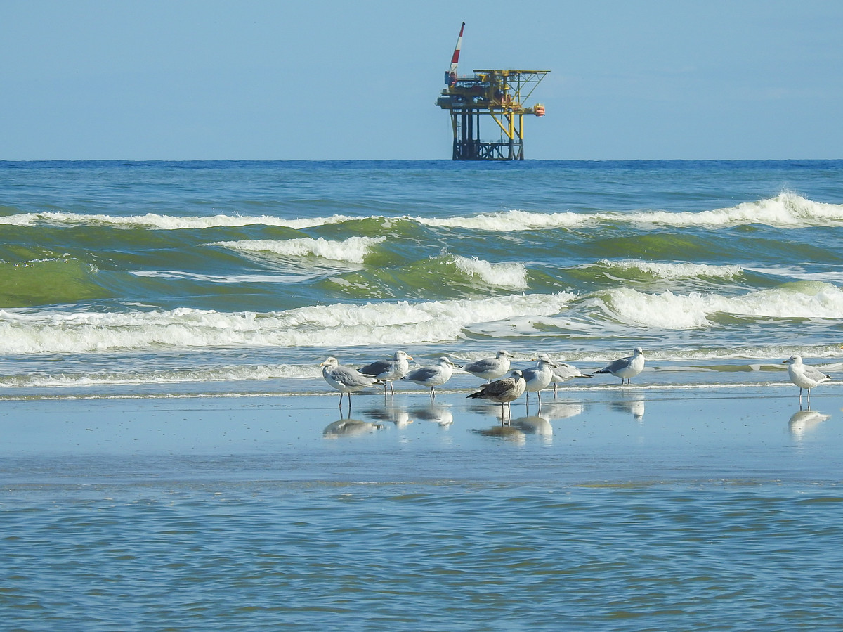 Wadgesmak door slijkgarnaaltjes en de ontdekking van een nieuwe krab ...