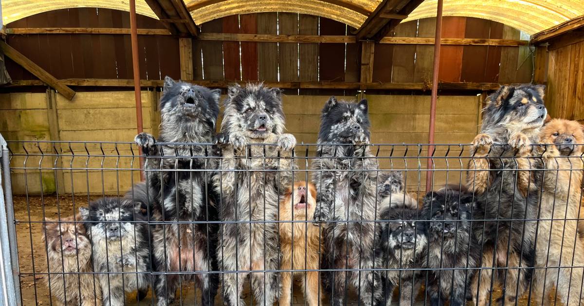 Beruchte broodfokker verstopt 118 honden om hercontrole te ontduiken ...