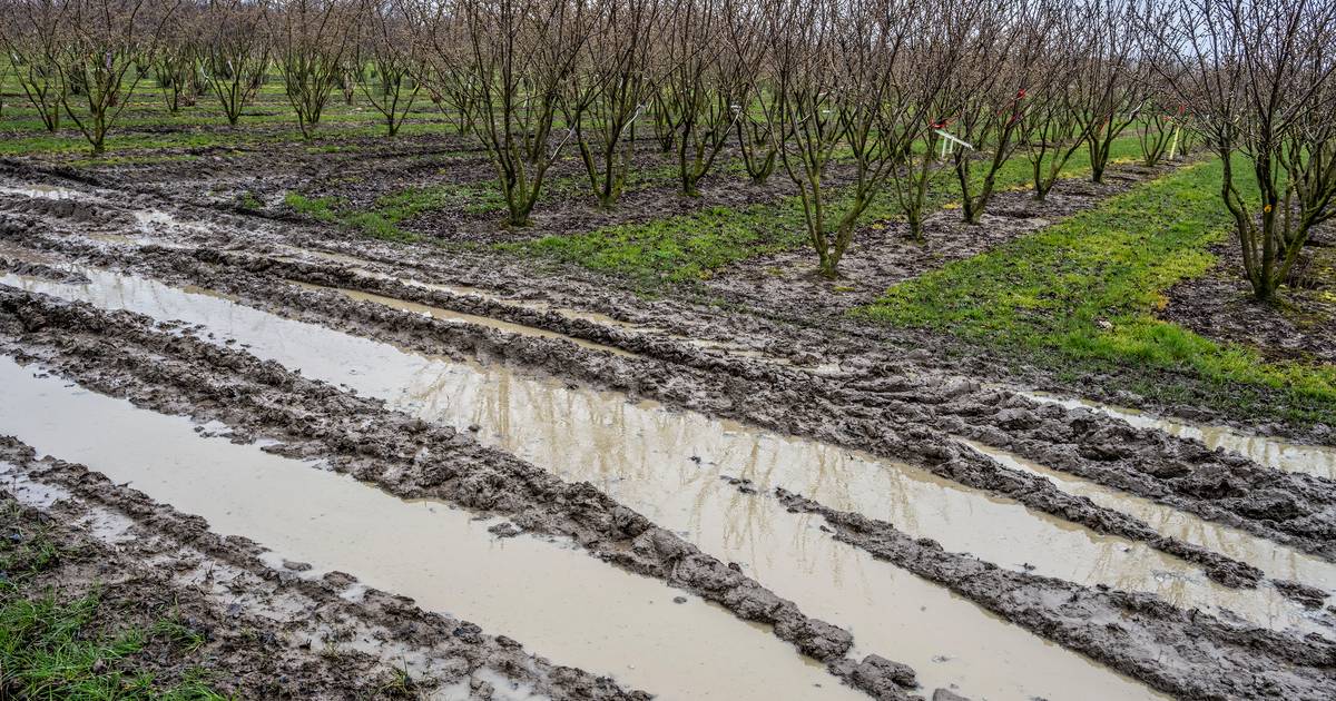 Boeren worstelen met natte grond, trekkers lopen vast: ‘Het is ...