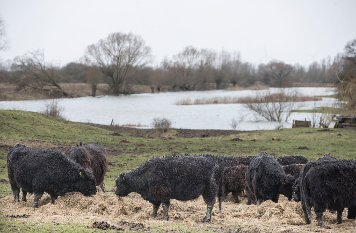 Komt er weer vlees van grazers uit de uiterwaarden op het bord? ‘We ...