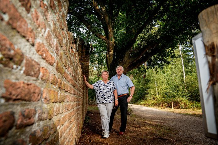 Hennie en Rinie hopen dat koortsboom bij Sint Walrick boom van het jaar wordt: ‘Heeft een ...