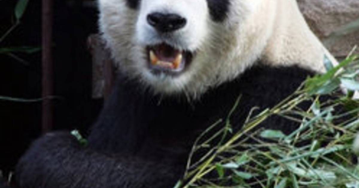 Panda Gu Gu takelt voor tweede keer fan toe | Bizar | hln.be