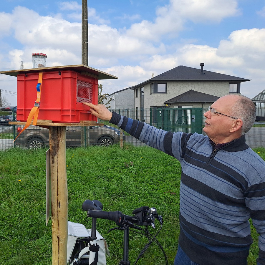 Zwevegem plaatst als eerste Vlaamse gemeente 70 vallen voor Aziatische ...