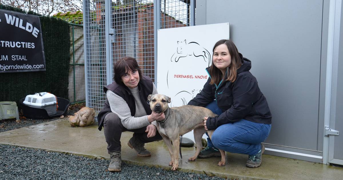 Dierenasiel Ninove krijgt door coronacrisis dubbel zoveel vragen om dieren te adopteren | Ninove ...