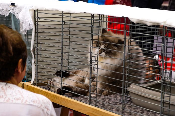 IN BEELD. Driehonderd raskatten in Antwerp Expo: dit zijn de leukste ...