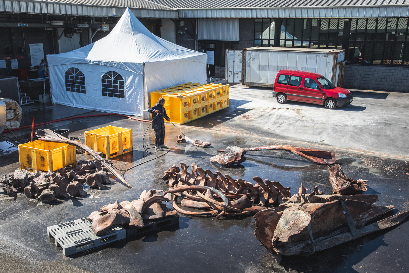 Na 30 jaar maakt UGent skelet van aangespoelde potvis Valentijn, pas in ...