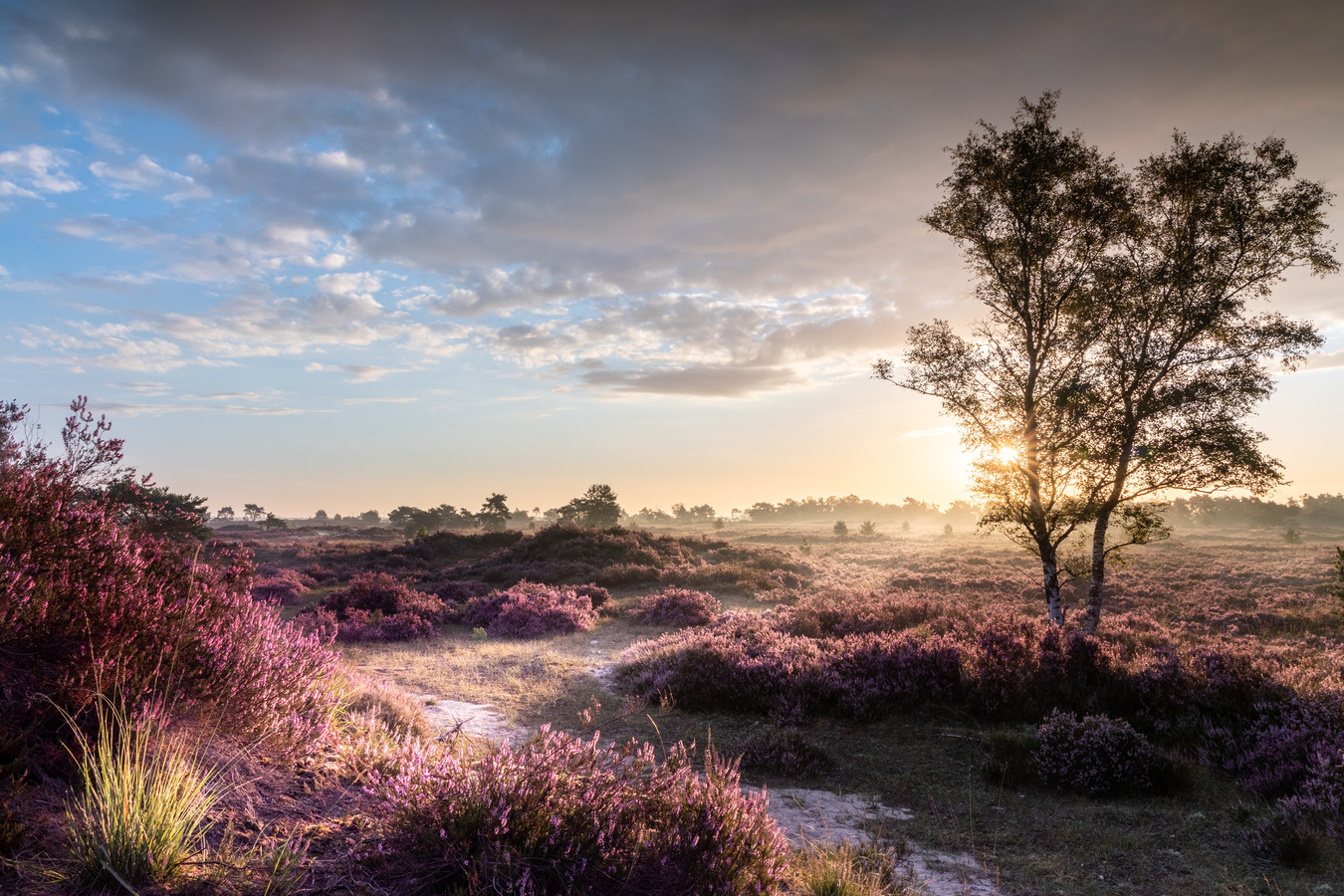 Op wandel met de kids: een tocht door de natuur op de Kalmthoutse Heide ...