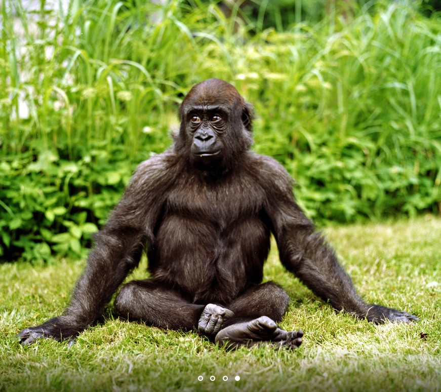 Verzorger nam Bokito mee naar huis en restaurant: dit was het ...