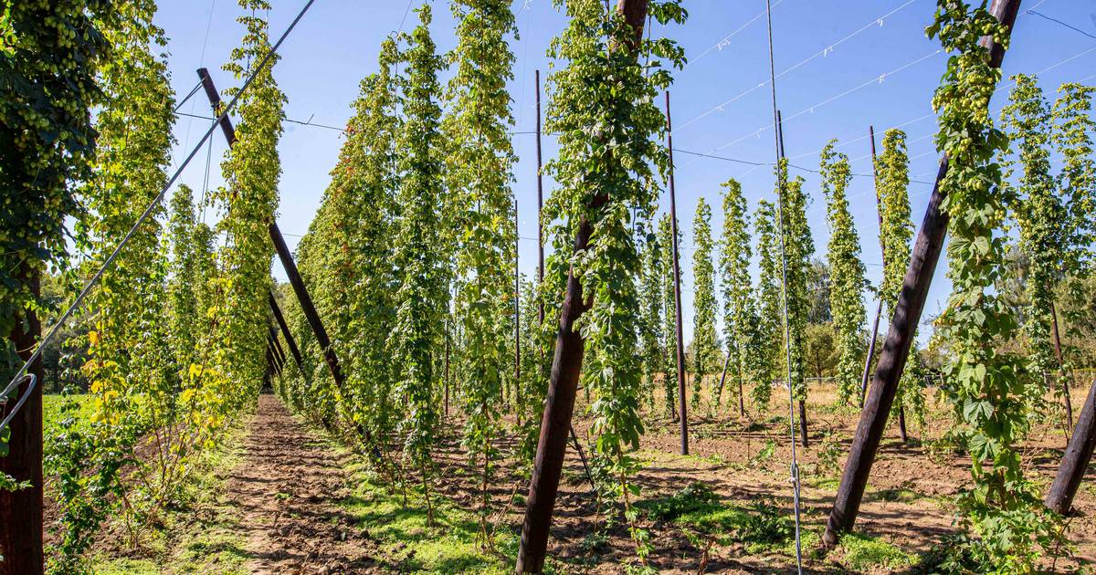 Belhop opent de deuren tijdens Dag van de Landbouw | Poperinge | hln.be