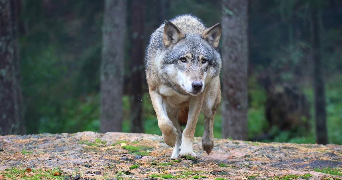 Waalse boer: "Als wolvin Naya in de buurt van mijn schapen komt, schiet ...