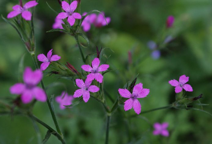 Genieten van bloeiende, bont en blauwe zomerbermen: misschien zie je ...