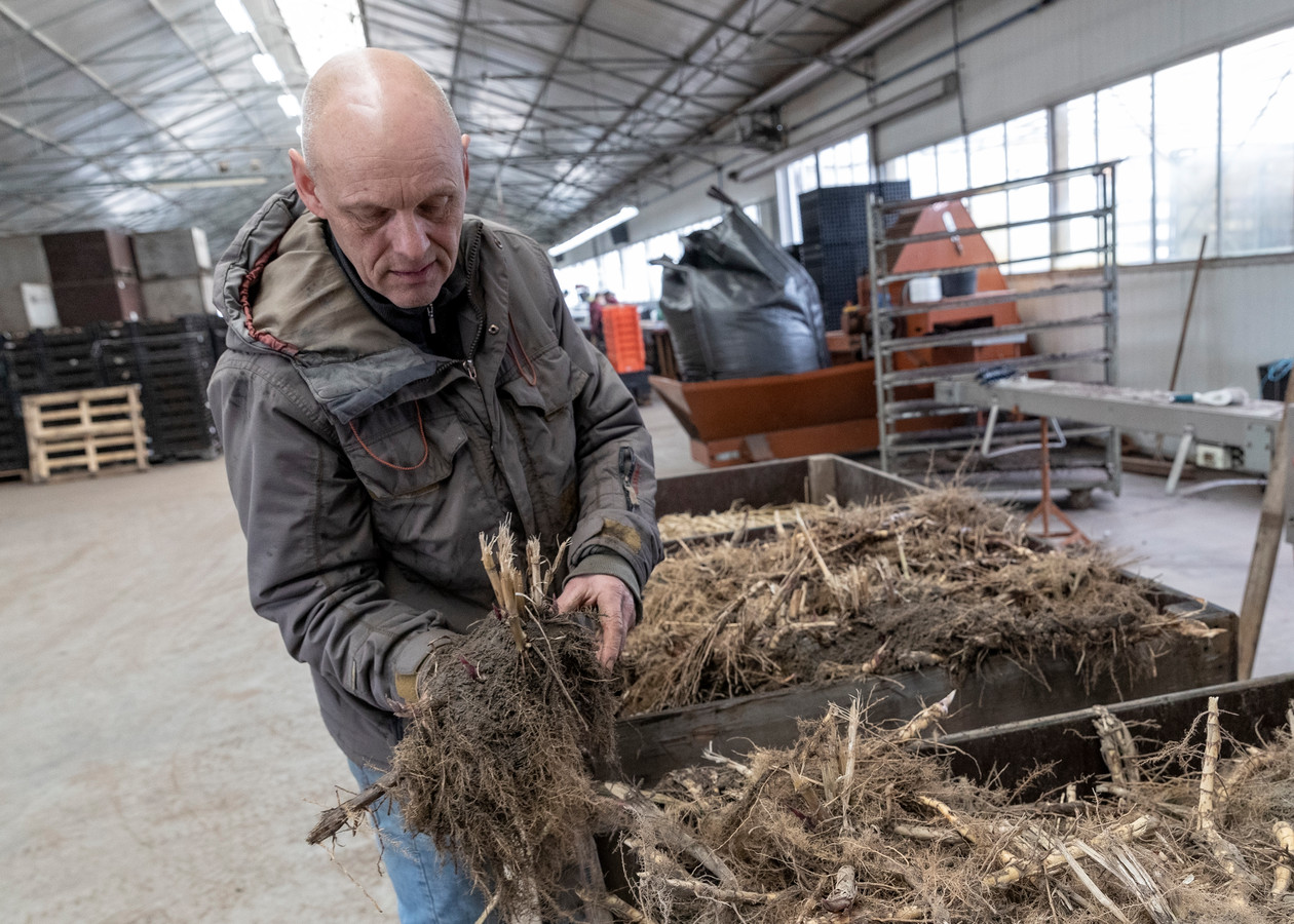 Hein en Gert kweken ‘wondermiddel’ tegen stikstof: ‘Kan oplossing zijn ...