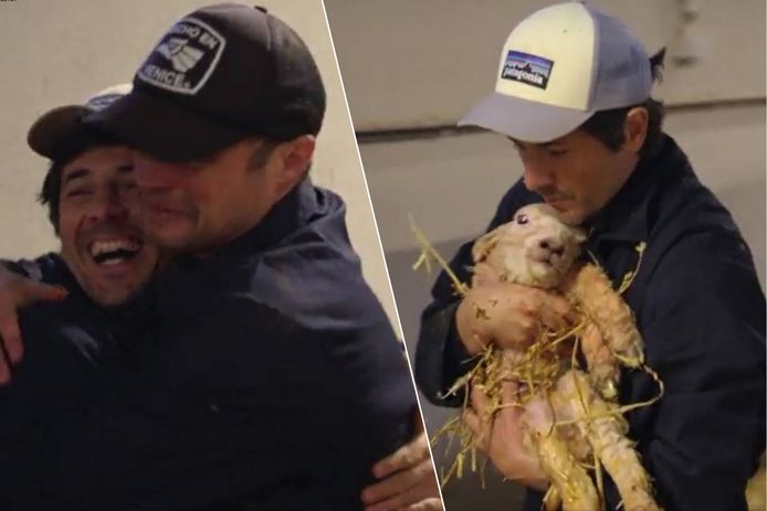 “Mijn trouwring zit nog ergens in dat schaap”: Mathias en Dieter ...