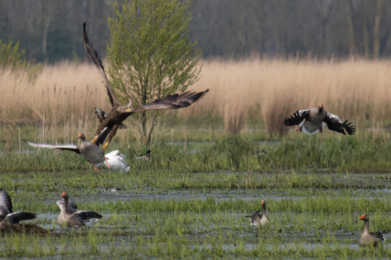 Grootste roofvogels van Europa daten in Diksmuide: “Het zijn grote ...
