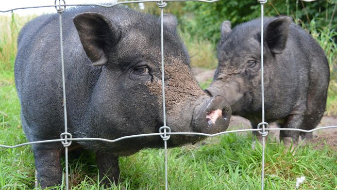 Gedumpte hangbuikzwijntjes hebben nieuwe thuis gevonden na oproep op HLN.be | Dieren | hln.be
