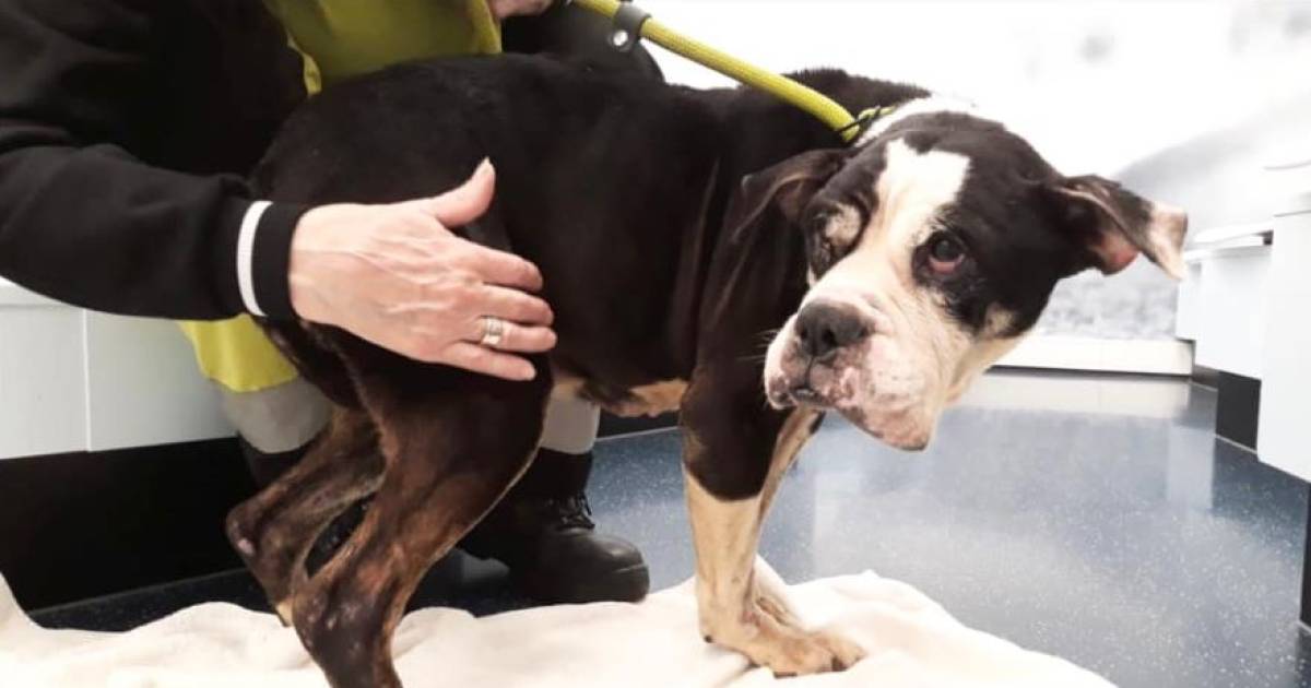 Mishandelde hond is er slecht aan toe: ‘Vermoedelijk leefde ze in een ...