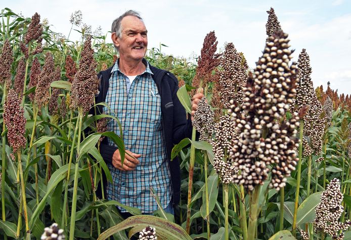 Oostburgse akkerbouwer introduceert nieuw graansoort: sorghum | Zeeuws ...