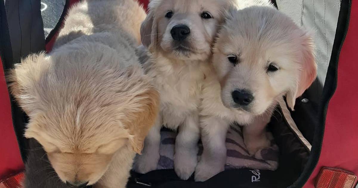 BV’s houden online veiling voor vzw Canisha: “Ook na corona willen we ...