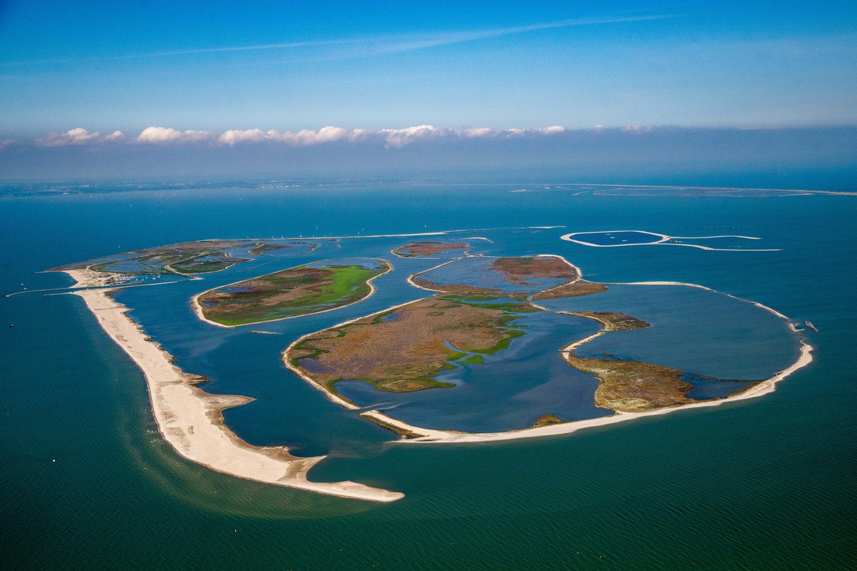 Waarom de Marker Wadden een natuursucces zijn | Trouw