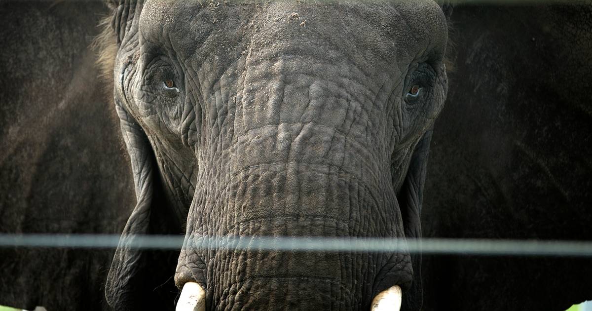 Olifant slaat verzorger dood met slurf in Spaanse dierentuin ...