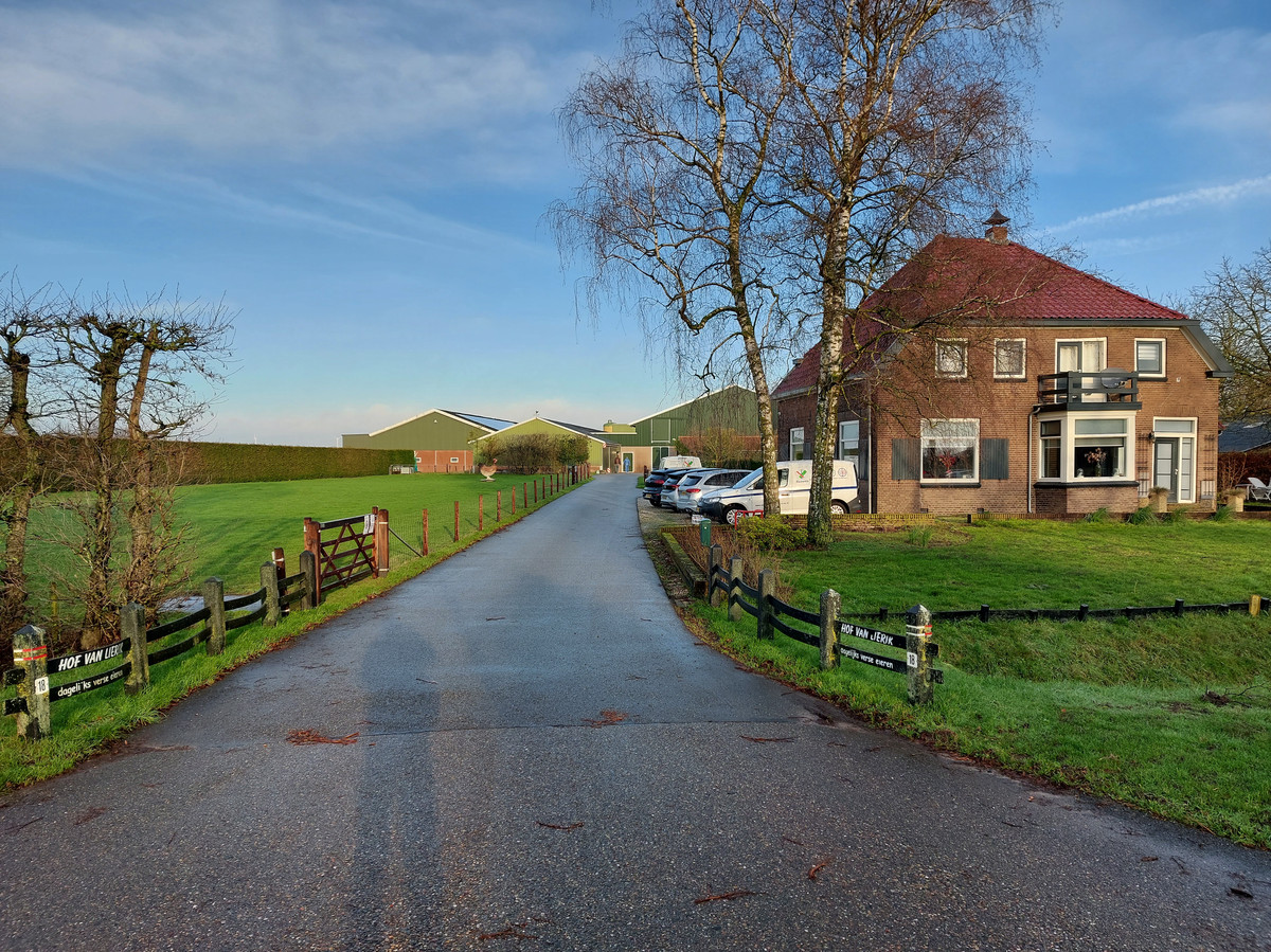 Uitbraak vogelgriep in Loo: meer dan 60.000 dieren geruimd op Liemerse ...