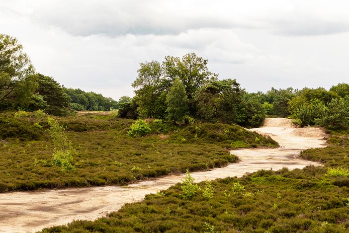 Dit is het mooiste wandelpad: ‘Je waant je even in het Nederland van ...