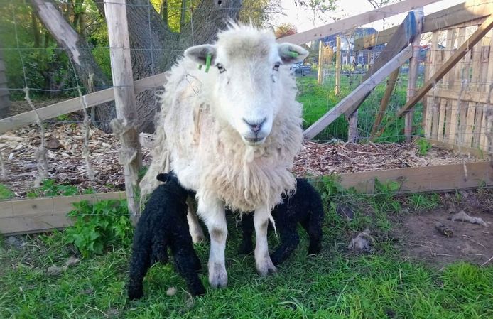 Schaap dood omdat iemand keer op keer schrikdraad uitzet | Zoetermeer ...
