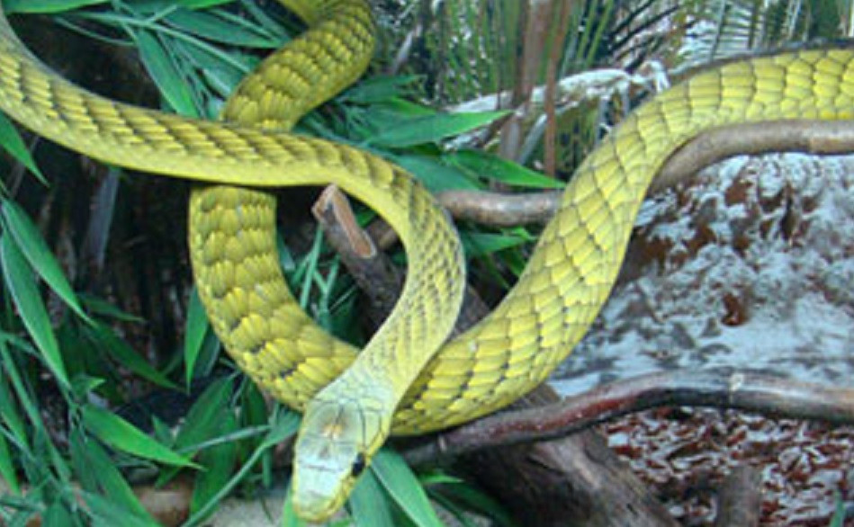 In Tilburg ontsnapte zeer giftige groene mamba nog altijd niet gevonden ...