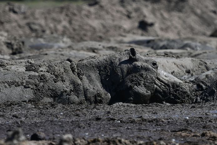 Vast in de modder: nijlpaarden dreigen te sterven door enorme droogte ...