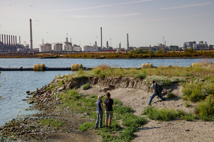 Haven Moerdijk is decor voor natuurfilm De Nieuwe Wildernis 2 ...