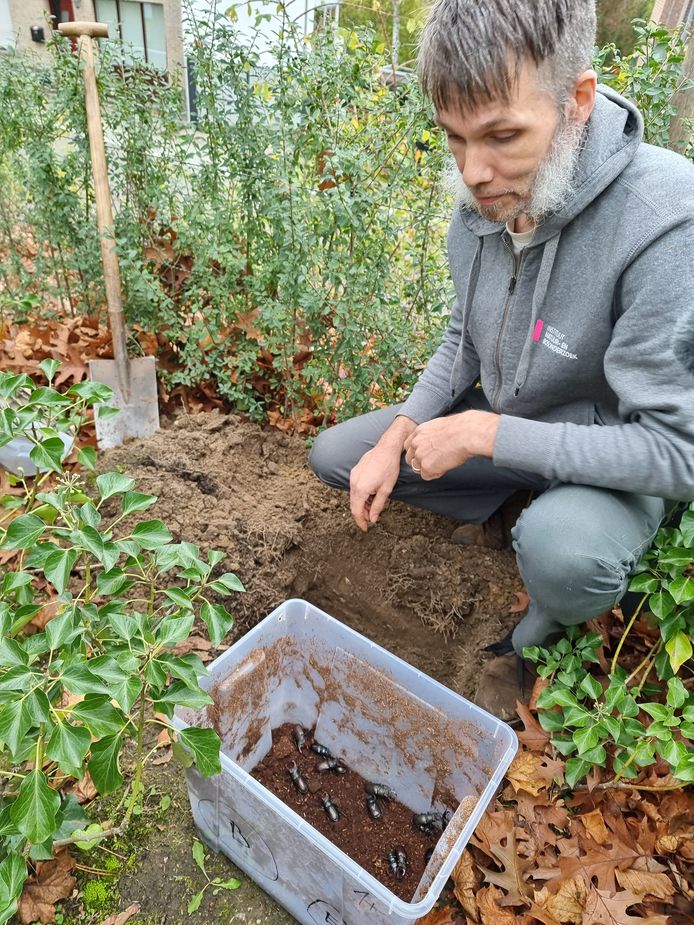 Vlaamse primeur in Huizingen: wetenschappers zetten grootste kever van ...