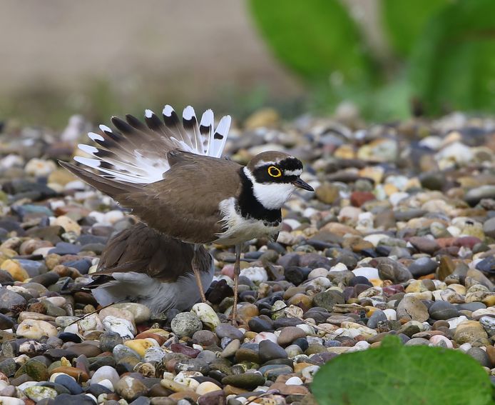 De kleine plevier speelt lekker in een Twentse zandbak | Natuur ...