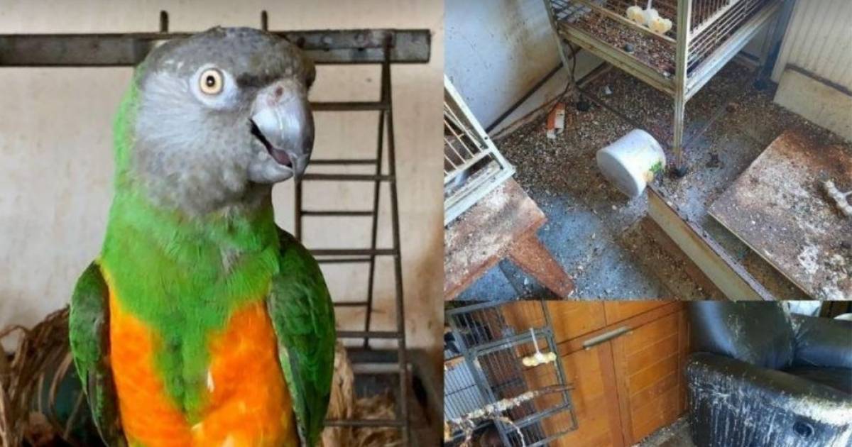 Papegaaien schijten huis onder: inspectie grijpt in | Home | destentor.nl