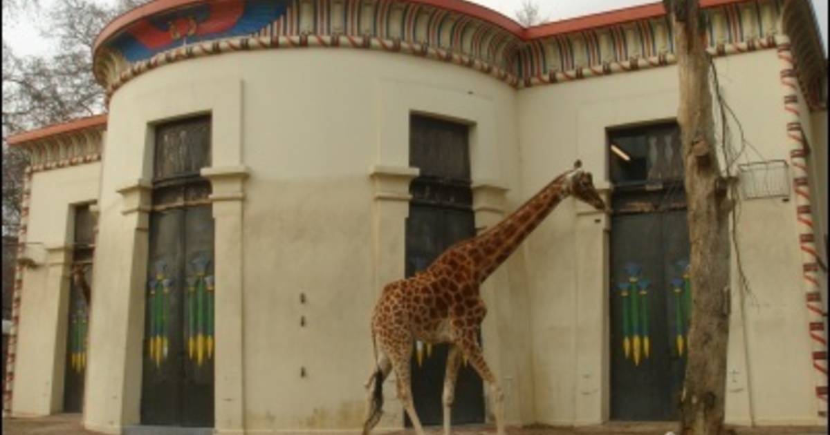 Staking op til bij Antwerpse Zoo | Binnenland | hln.be
