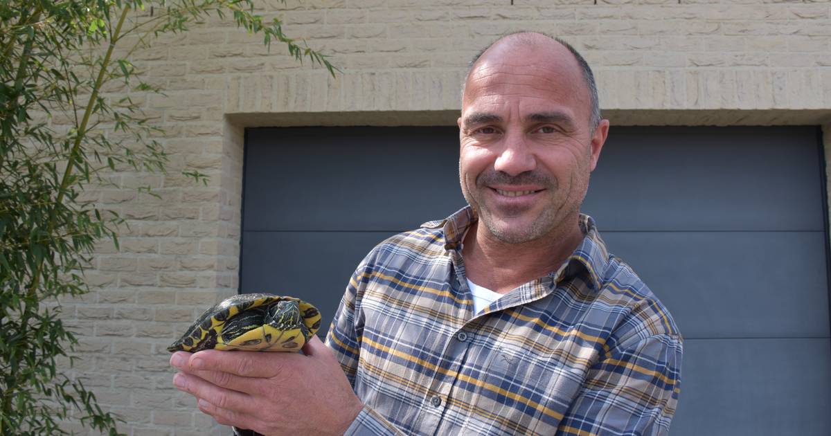 Michel Stevens doet aan schildpadopvang | Lanaken | hln.be