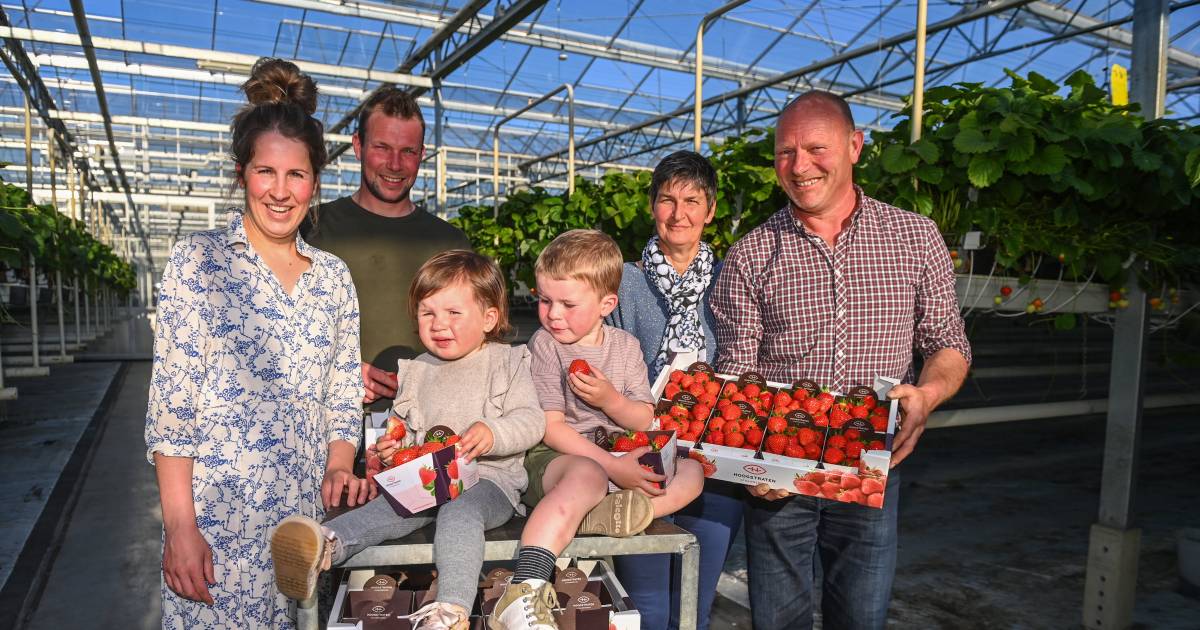 Nergens is het klimaat beter voor een aardbei dan bij ons: het geheim achter de Hoogstraatse ...