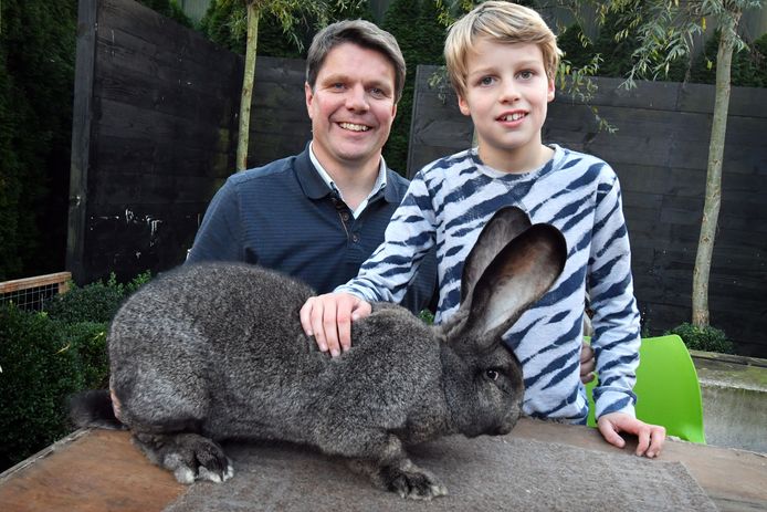 Mooiste Vlaamse reuzen zitten in Den Ham | Twenterand | tubantia.nl