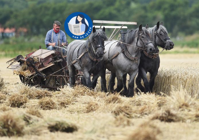 Korenaren rapen met de hand en verzamelen in de moederkeszak | Sint ...