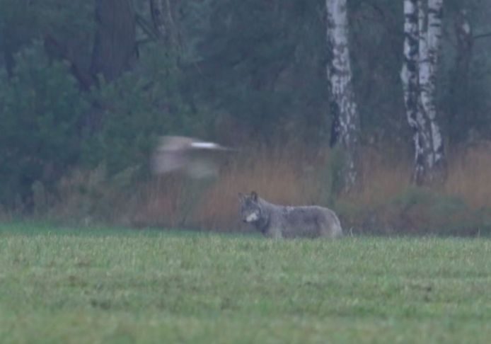 UNIEKE BEELDEN. Bioloog filmt speelse wolf die op muizen jaagt: “Blij ...
