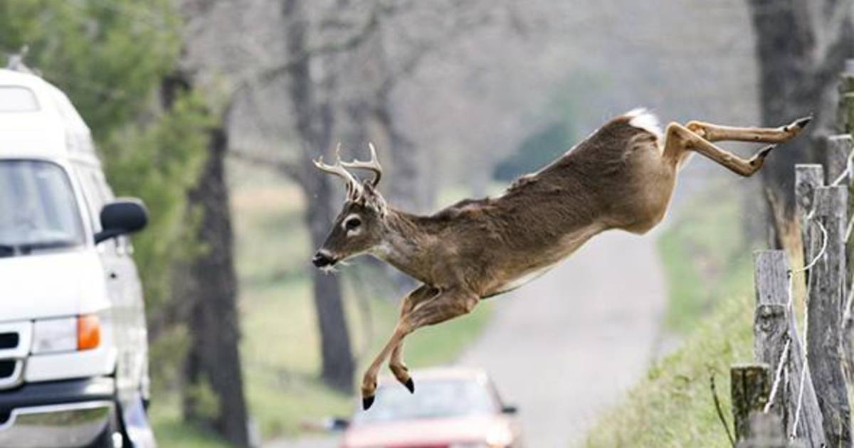 Weer een ree dood na aanrijding in Brabant: ‘Wild kent geen zomertijd ...