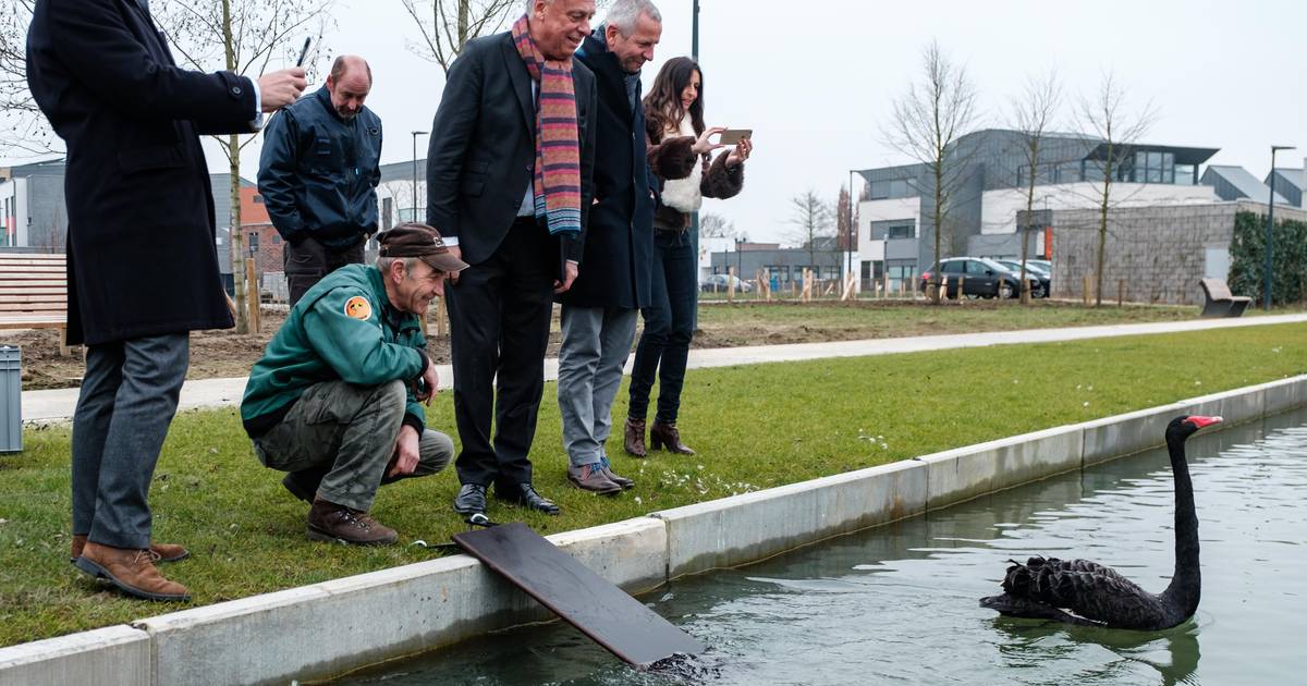 Zwarte zwanen keren na 2,5 jaar terug naar Tongeren | Tongeren | hln.be