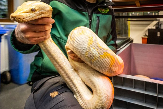 Netpython ‘Josephine’ nachtje opgevangen in... politiecel | Oudsbergen ...