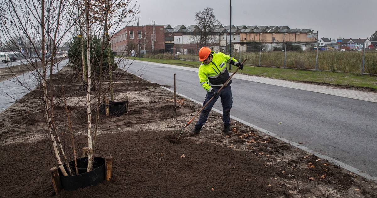 Winderig niemandsland herstelt langzaam in oude luister: bomen ...
