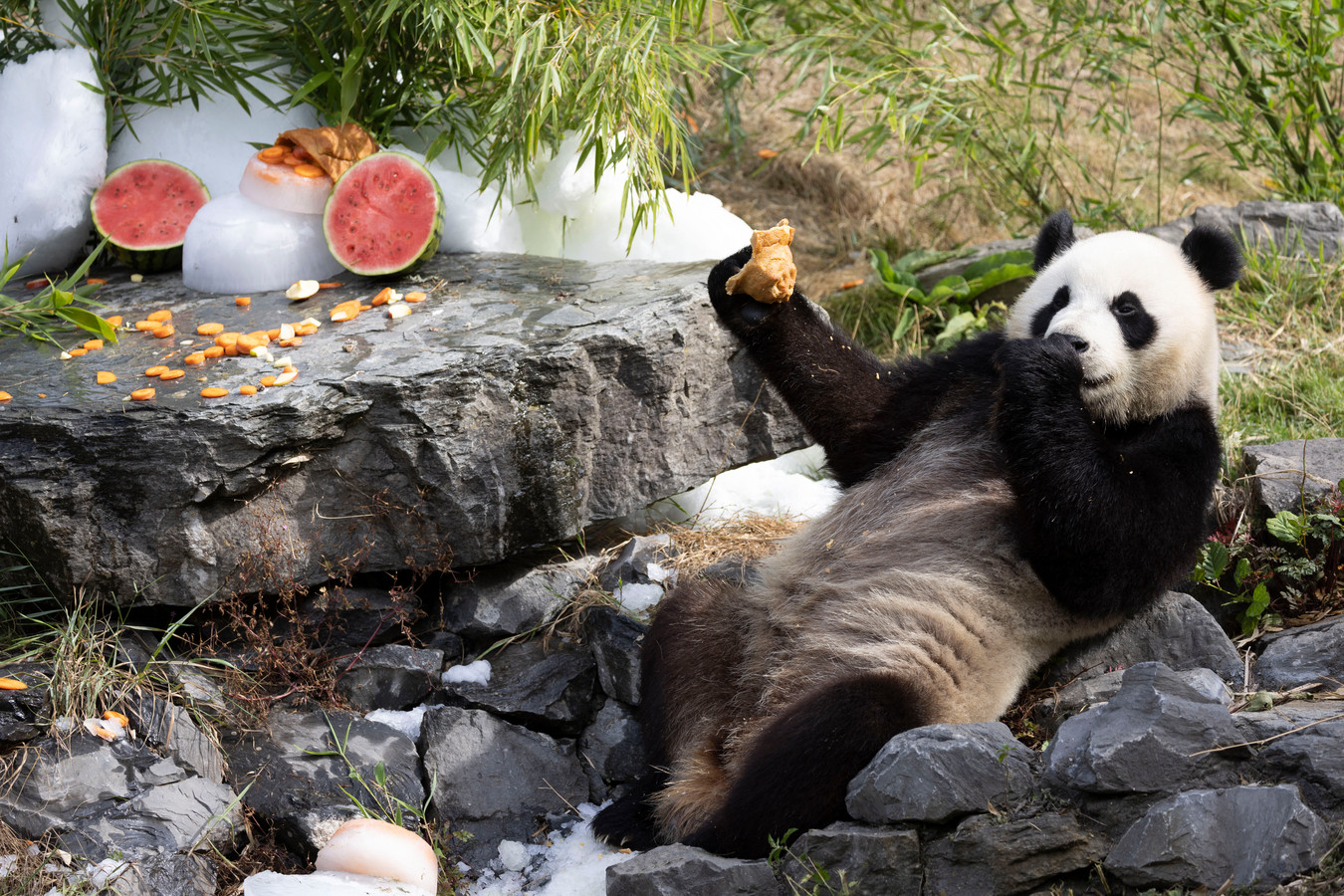 Pandatweeling Bao Di en Bao Mei viert derde verjaardag in Pairi Daiza ...