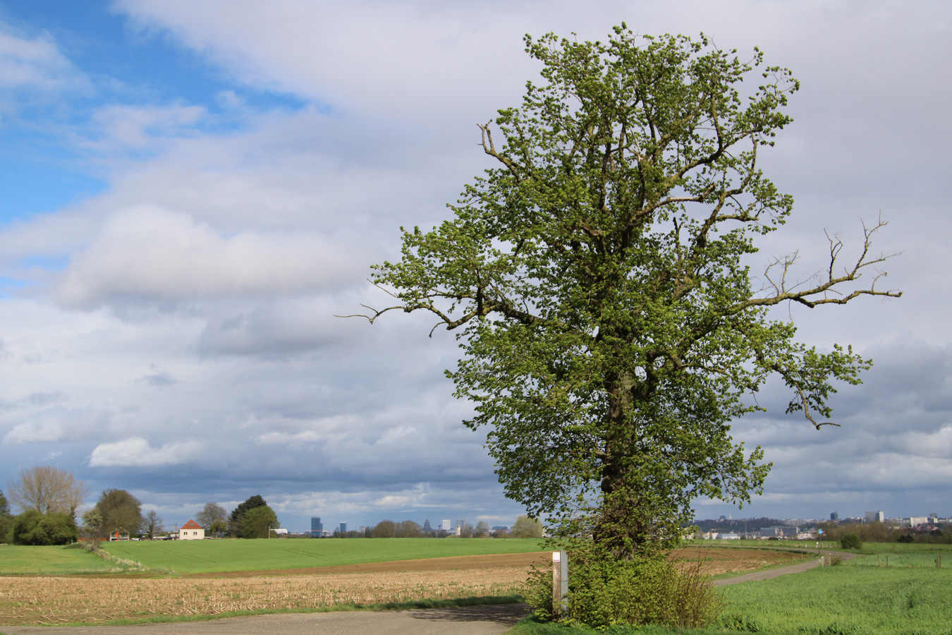 Van zijn stamcafé tot de iconische boom: commissaris Witse is terug op ...