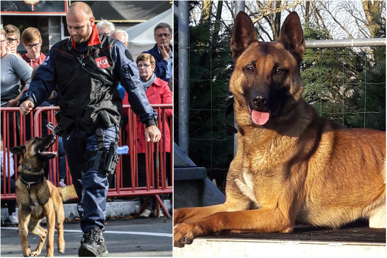 Overlijden politiehond Thor dompelt korps in diepe rouw: “Hij leek ...