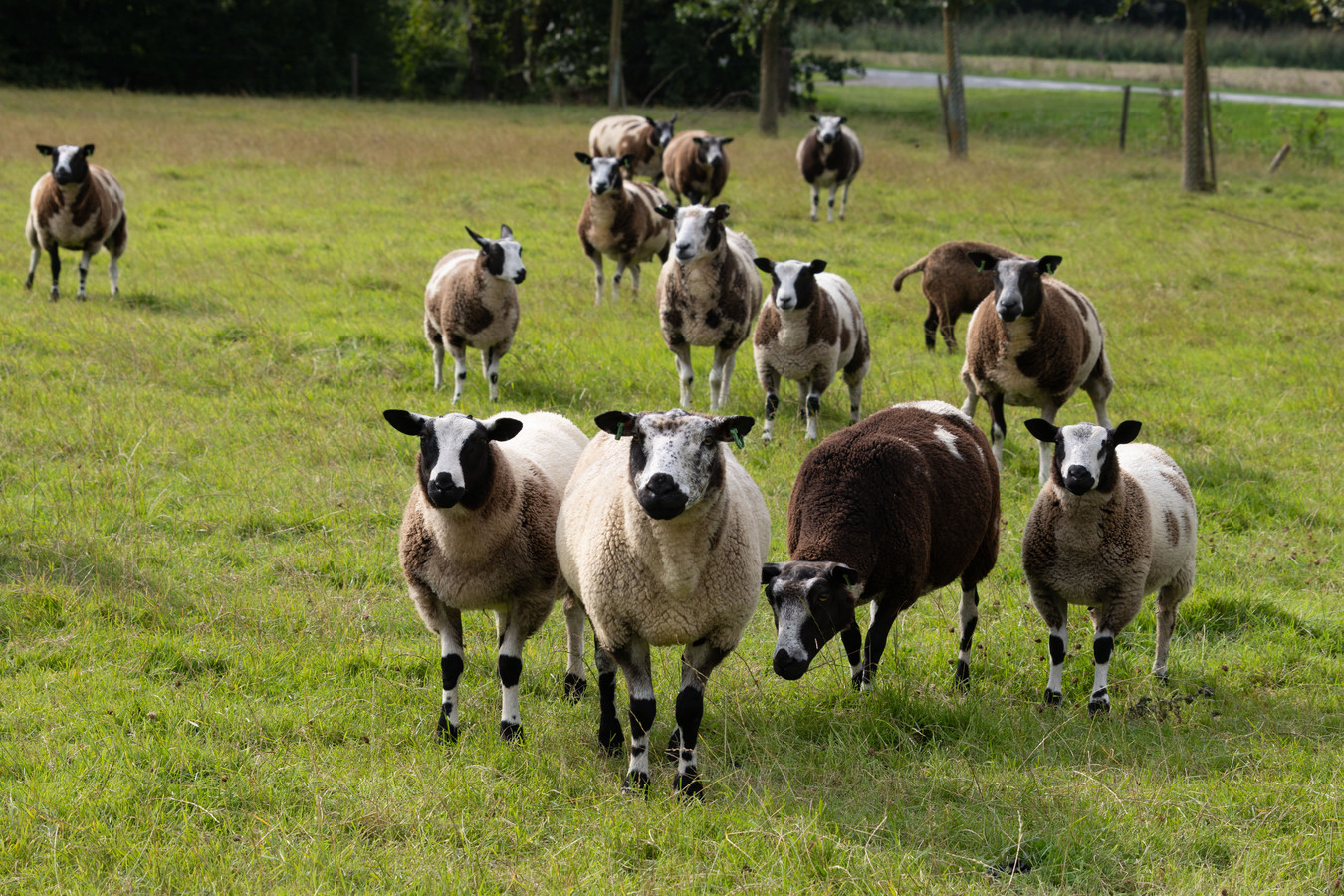Blauwtong verspreidt zich snel in Zwartewaterland: deze week twee ...